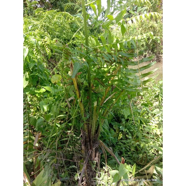 Bundle Benih paku pakis | Shopee Malaysia