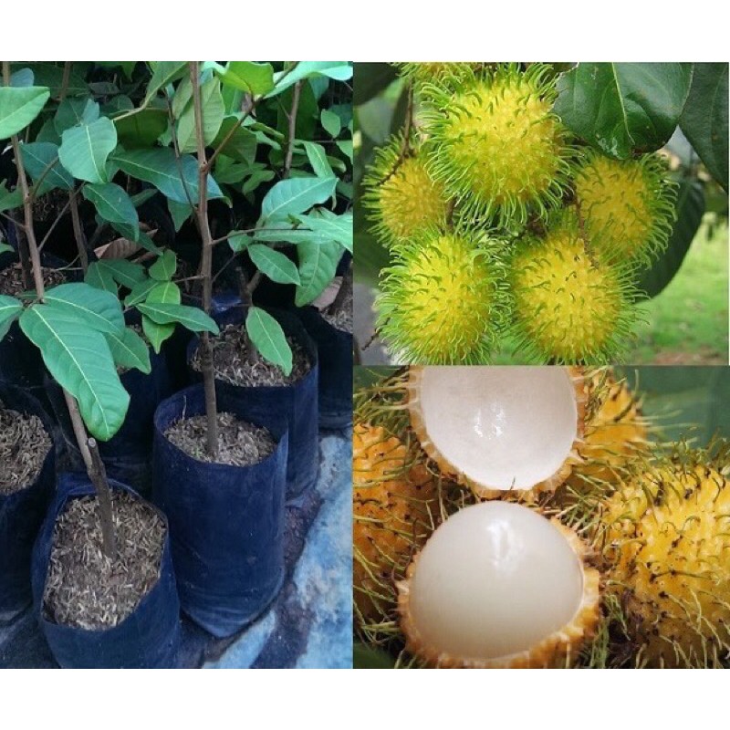 💛Anak Pokok Rambutan Kuning (Rambutan Gading) | Shopee Malaysia