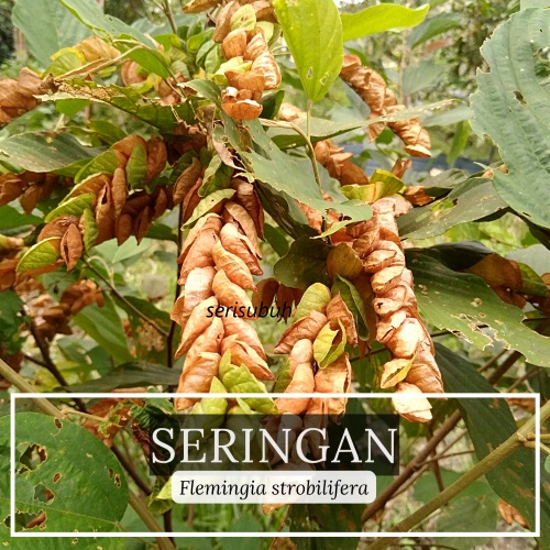 SERINGAN | MERINGAN | ANAK POKOK | Shopee Malaysia