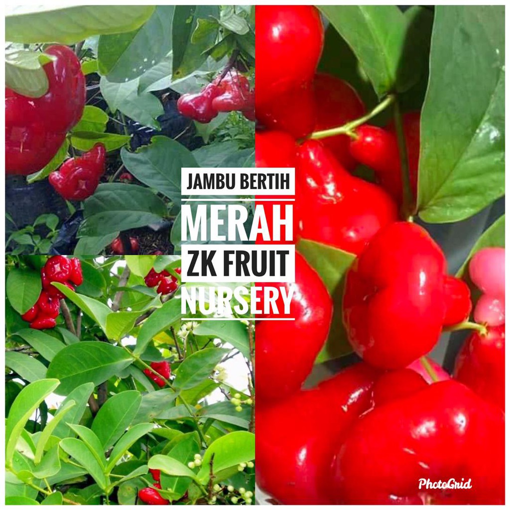 Anak Pokok Jambu Bertih Merah Cepat Berbuah | Shopee Malaysia