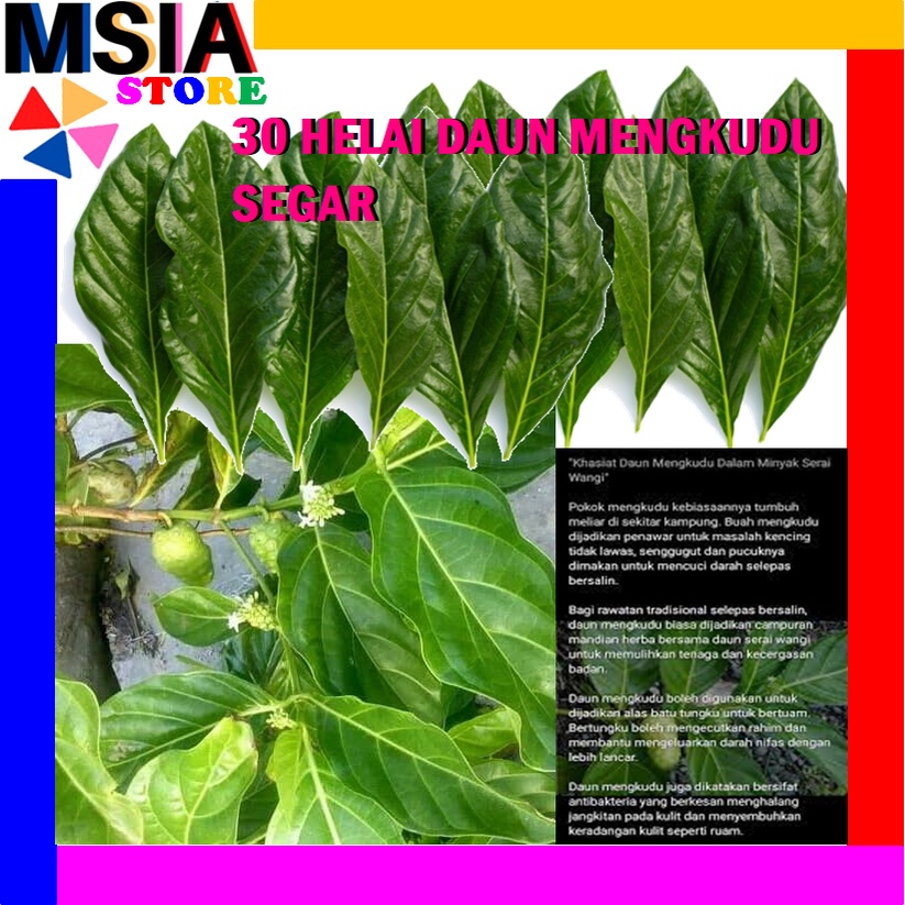 Paling Murah Daun Mengkudu Lebar 25 Helai Fresh Dipetik Pada Hari ...