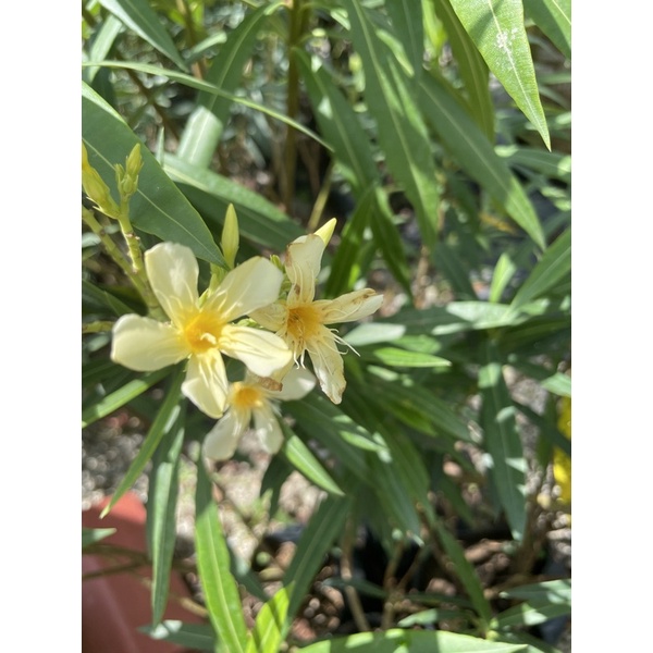 1 pokok oleander kuning dah berbunga | Shopee Malaysia