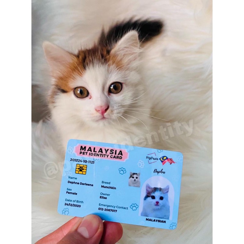 PAWSIDENTITY Original CUSTOMED Cute Card Cat IC Kucing Kad IC ID Anjing ...