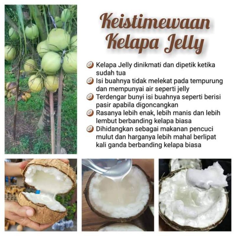 pokok benih kelapa jelly,pokok rendang | Shopee Malaysia