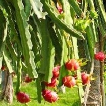 3pcs Keratan Pokok Buah Naga Isi Merah / Dragon Fruit Cuttings (3 Batang). | Shopee Malaysia