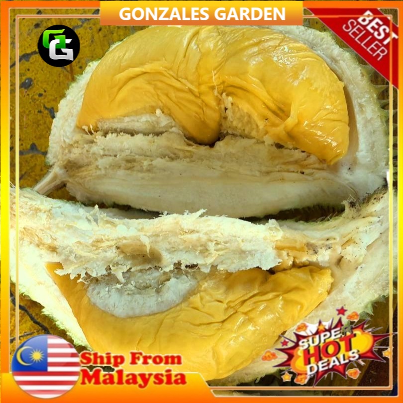 Anak Pokok Durian D2 Anak Pokok Limited Edition Anak Pokok Durian Datok ...