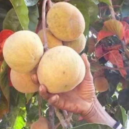 Pokok Sentul Bangkok #pokokbuah #fruittree | Shopee Malaysia