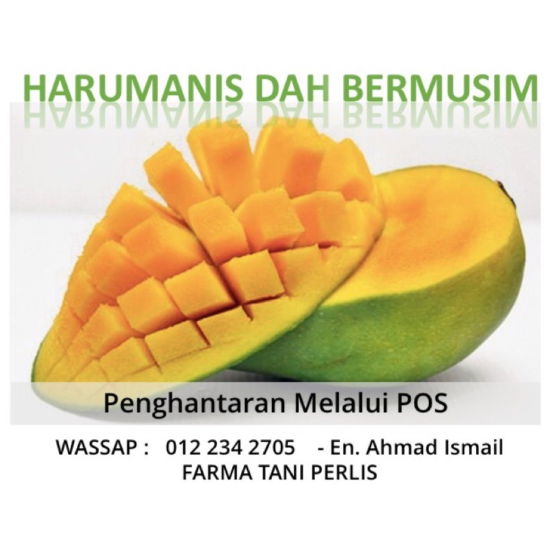 Harumanis Ori Perlis | Shopee Malaysia