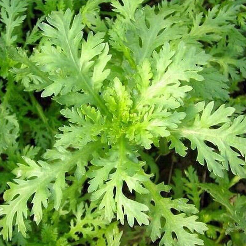 Benih Garland Chrysanthemum 100pcs/Sayur Tang O/小叶茼蒿 | Shopee Malaysia