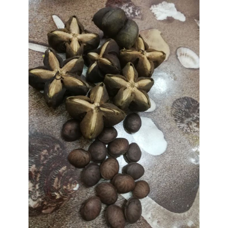 SACHA INCHI Biji benih Sacha Inchi 1BIJI benih pokok Raja Omega ...