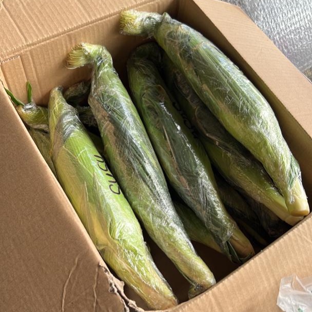 Jagung Susu Cameron Highlands | Shopee Malaysia