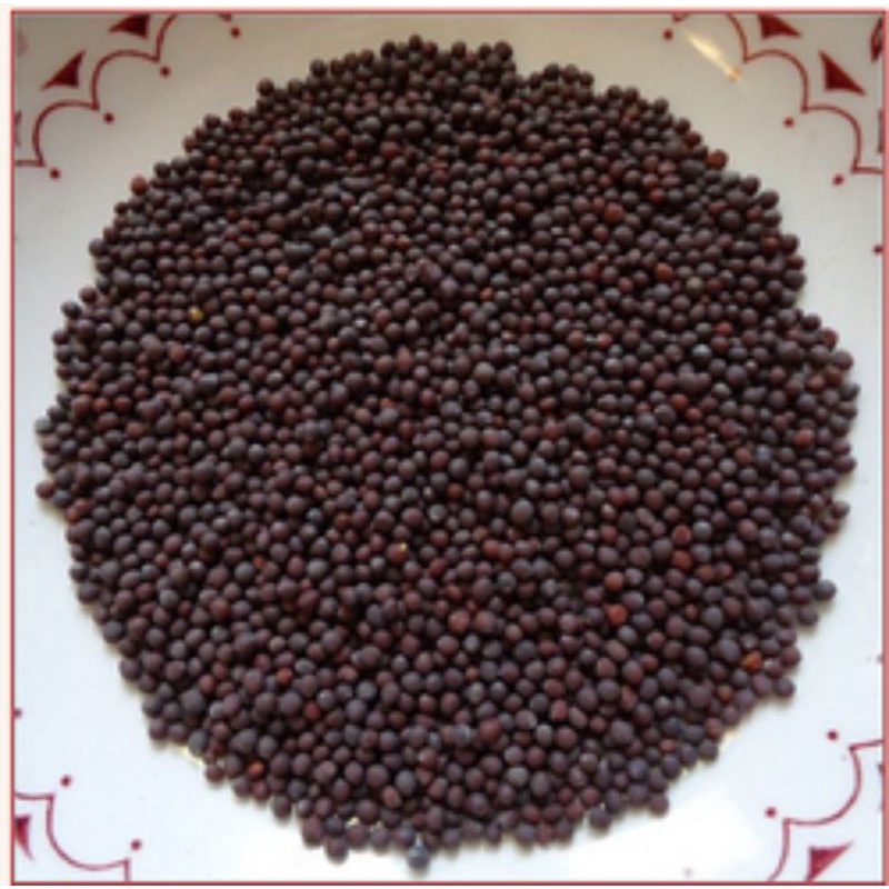 BIJI SAWI / MUSTARD SEED / KADUGU (50G, 100G, 300G) | Shopee Malaysia