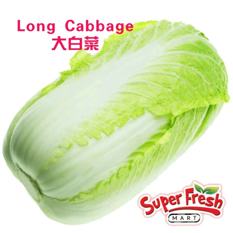 Long Cabbage 大白菜 (500g) | Shopee Malaysia