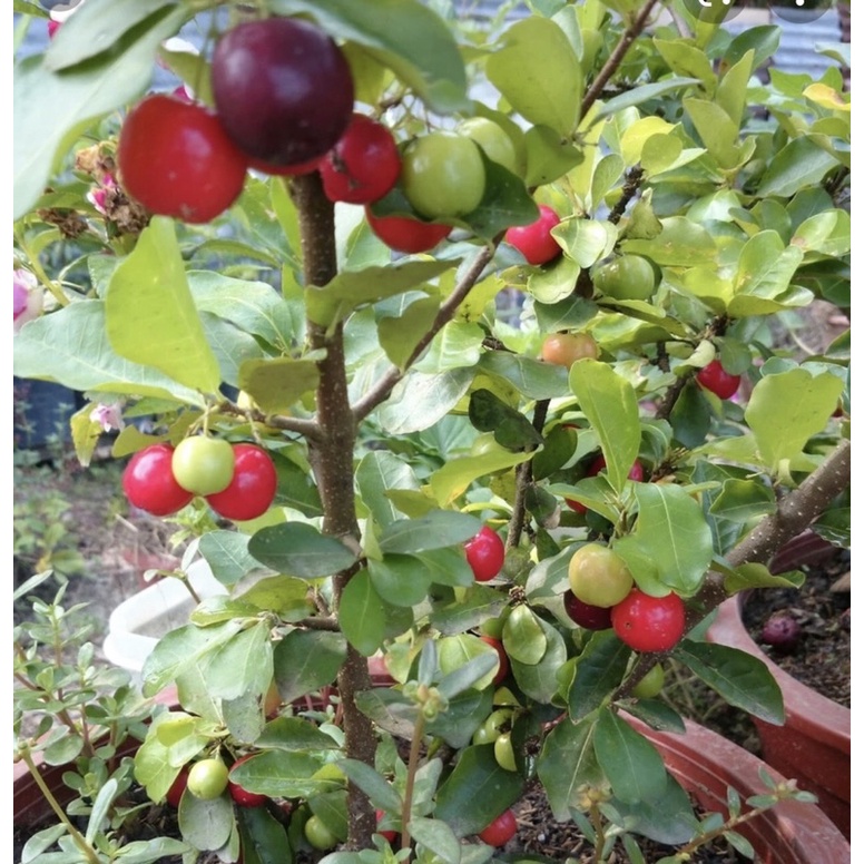Pokok cherry barbados ( acerola cherry) hybrid buah sedap | Shopee Malaysia