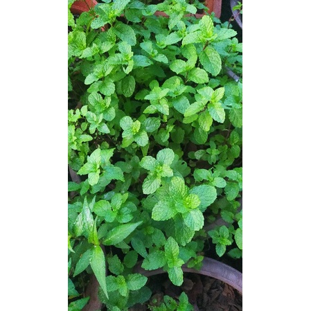 [KS] Aneka anak pokok sayur,ulam,herba pudina bayam brazil ulam raja ...