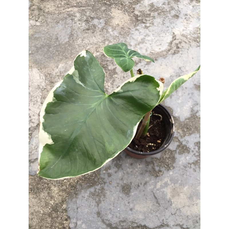 Alocasia Mickey Mouse Rare Plant Live Plant Variegated | Shopee Malaysia