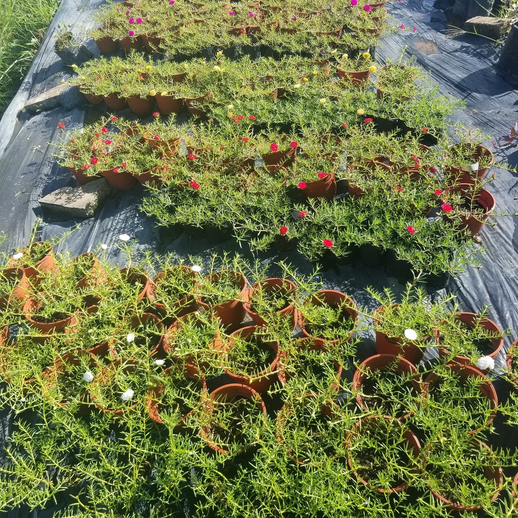 MKT - Portulaca Japanese Moss Rose Plant / Pokok Ros Jepun dalam pasu ...
