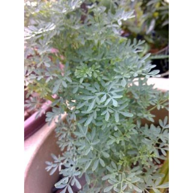 🌹POKOK HERBA🔥 ANAK POKOK GARUDA ARUDA POKOK DAUN BUSUK | Shopee Malaysia