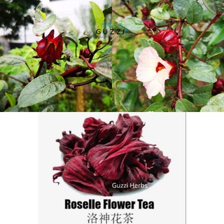 Grade A Bunga Teh Asam Belanda Dried Roselle hibiscus 洛神花 Flower Tea Vitamin C Ribena | Shopee ...