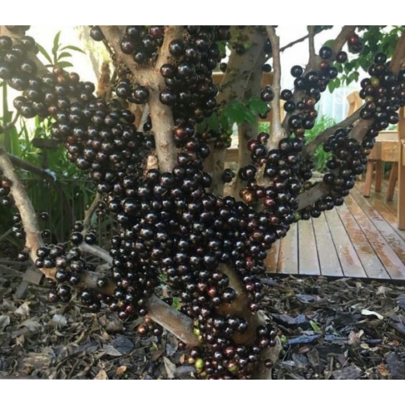 pokok anggur brazil (jaboticaba) | Shopee Malaysia