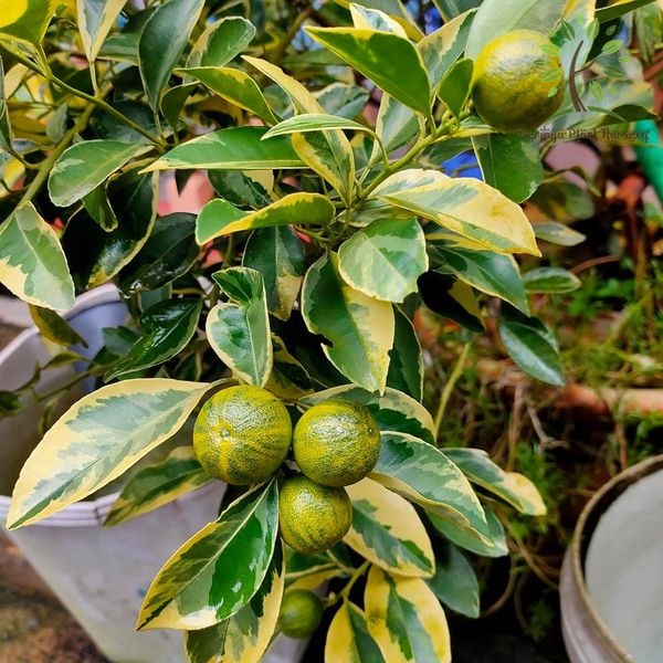Berjaya Plant Nursery - Pokok Limau Kasturi Batik Hybrid(Pokok Buah ...