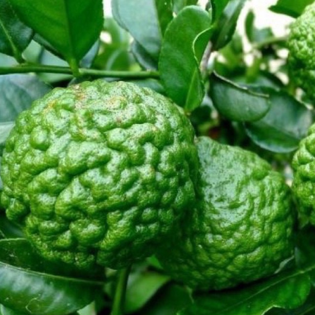 anak pokok limau purut renek/ dwarf rendah cepat berbuah lebat bajakan ...
