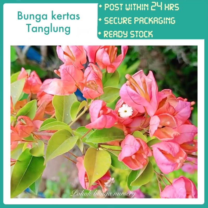 PBN - bunga kertas tanglung - Chinese lantern bougainvillea red flower ...