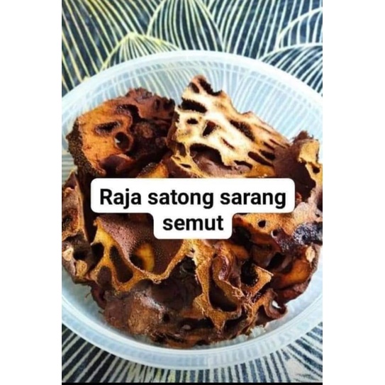 Raja satong sarang semut asli | Shopee Malaysia