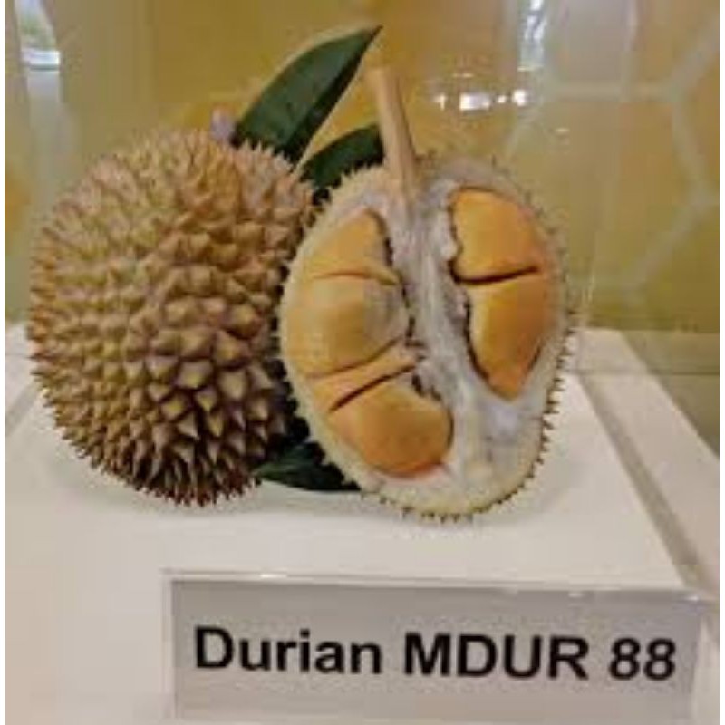 Pokok Durian Mdur 88/Hybrid Mardi(5Pokok) | Shopee Malaysia