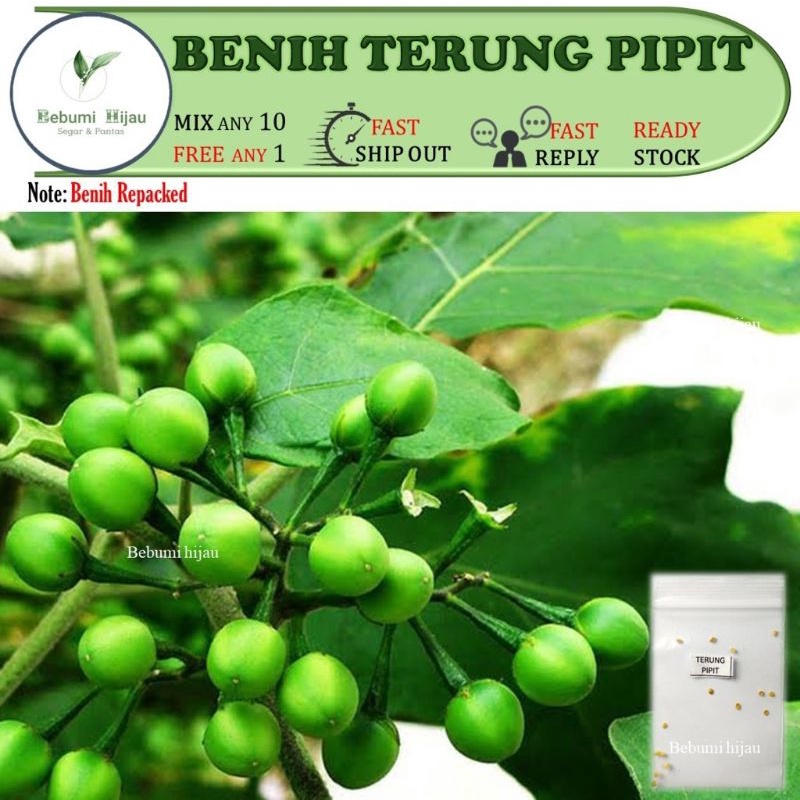 Pelbagai benih TERUNG BRINJAL Panjang Bulat Kedut Asam Ungu Hijau Putih ...