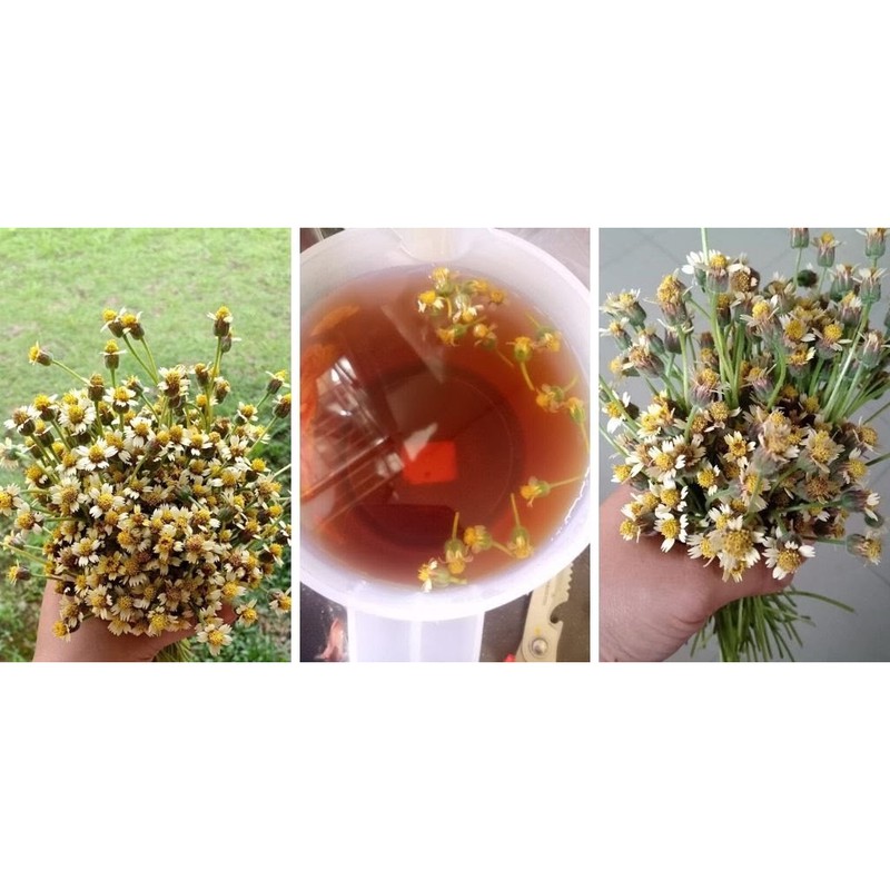 3 Pokok Daisy Liar beserta Akar boleh ditanam | Teh Viral | Kekwa Liar ...