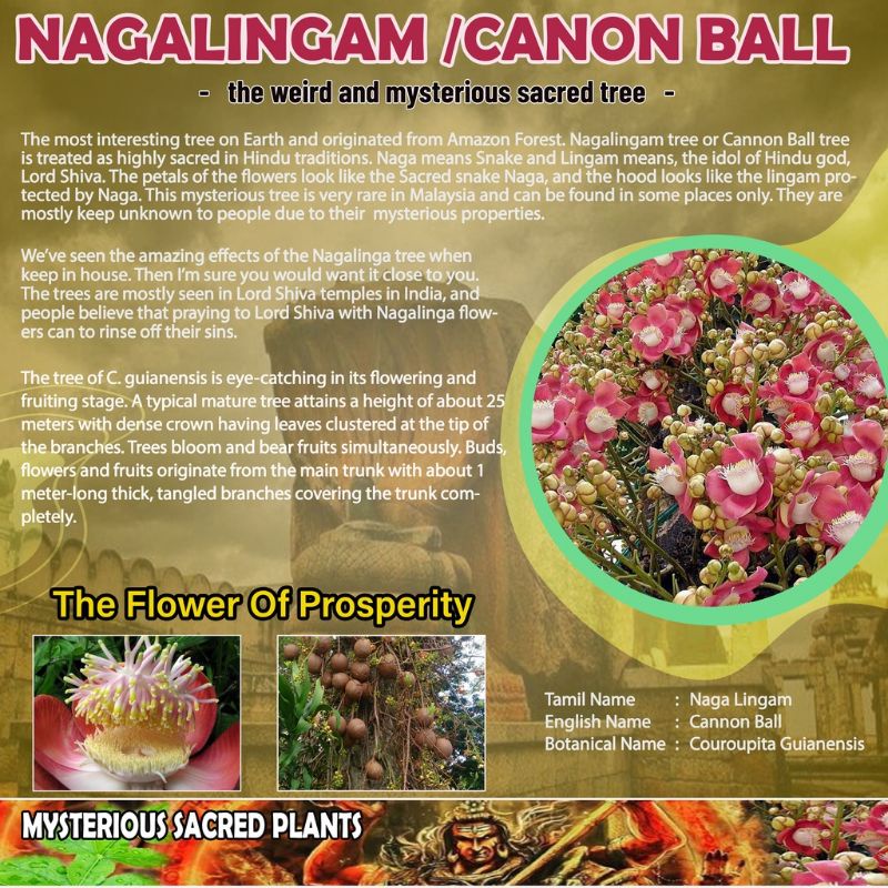 ( NAGALINGAM PLANT ) THE RARE & MYSTERIOUS NAGALINGAM/COUROUPITA ...