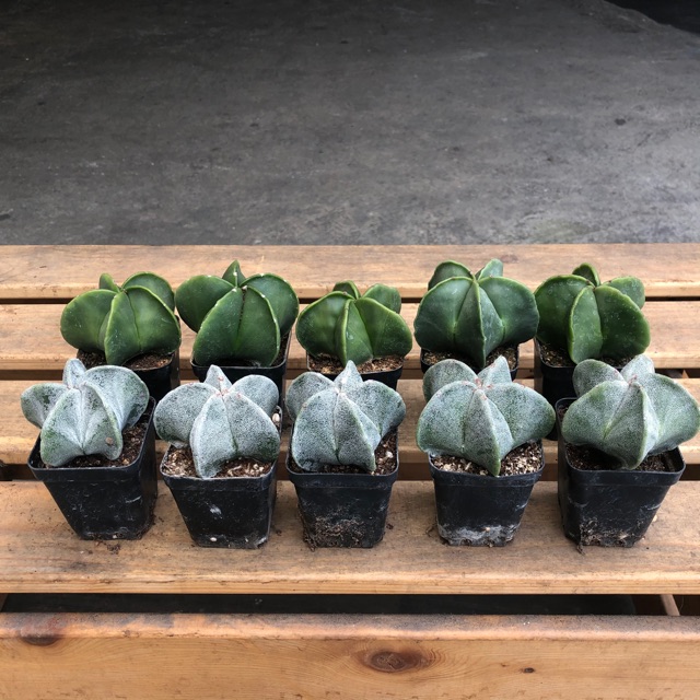 Live Astro cactus (Cameron Highlands) | Shopee Malaysia