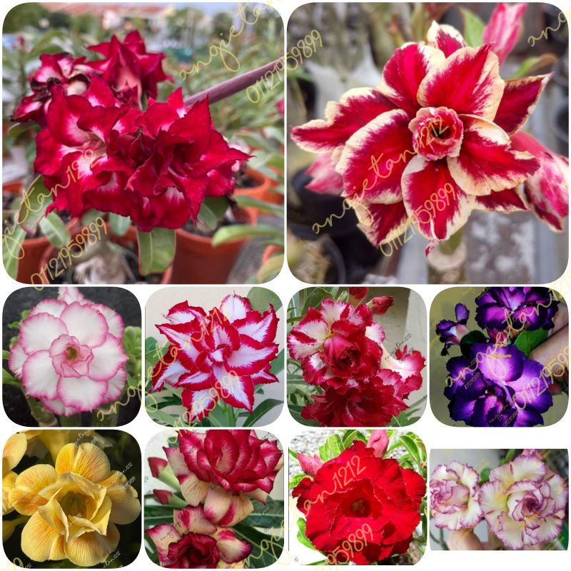 ADENIUM LIVE PLANT FOR SALE/富贵花 | Shopee Malaysia