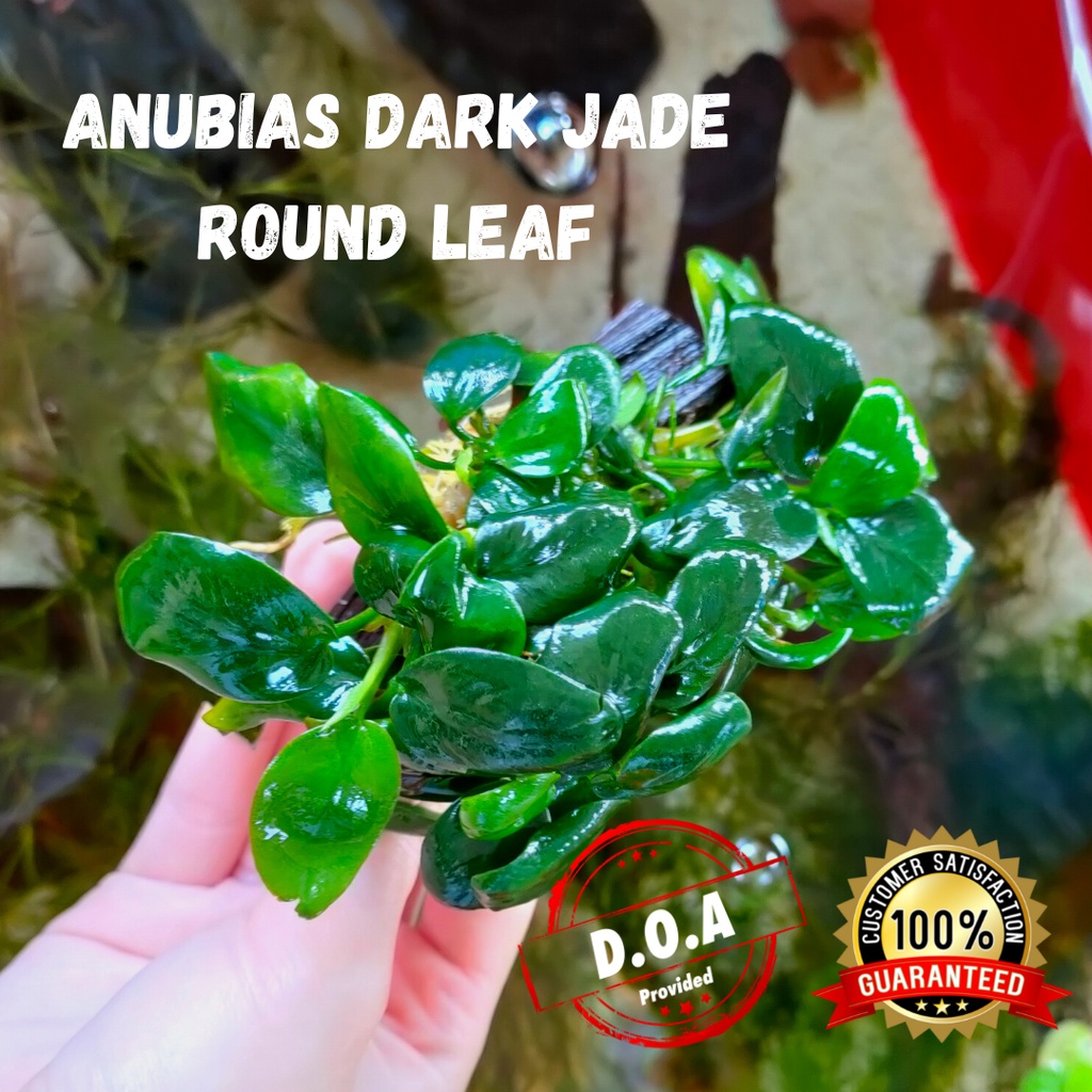 [LOCAL SELLER] RARE Anubias Dark Jade Round Leaf - Aquatic Plant ...