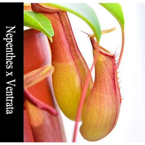 Live Plant Nepenthes x Ventrata Periuk Kera Hidup Carnivorous Plants ...