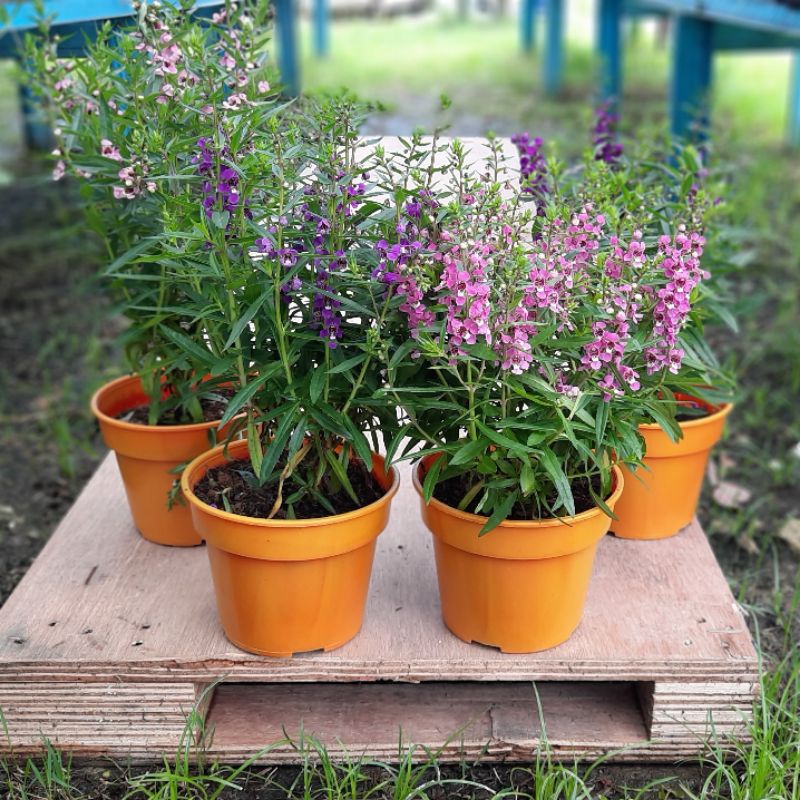 Angelonia / Pokok Bunga Satay / Pokok Bunga Sate / Live Plant ...