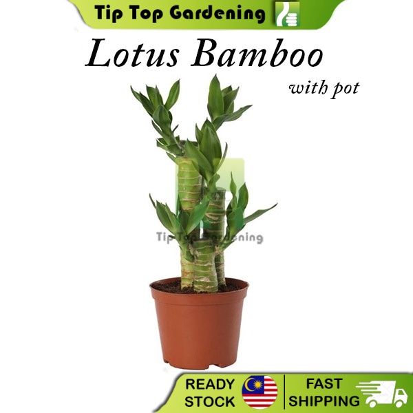 REAL LIVE PLANT LOTUS BAMBOO 3 IN 1 WITH PLASTIC POT GARDENING POKOK ...