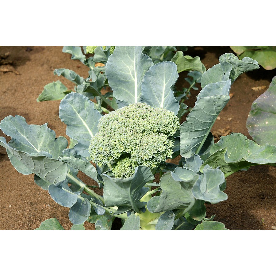 Broccoli organic heirloom garden seeds. | Shopee Malaysia