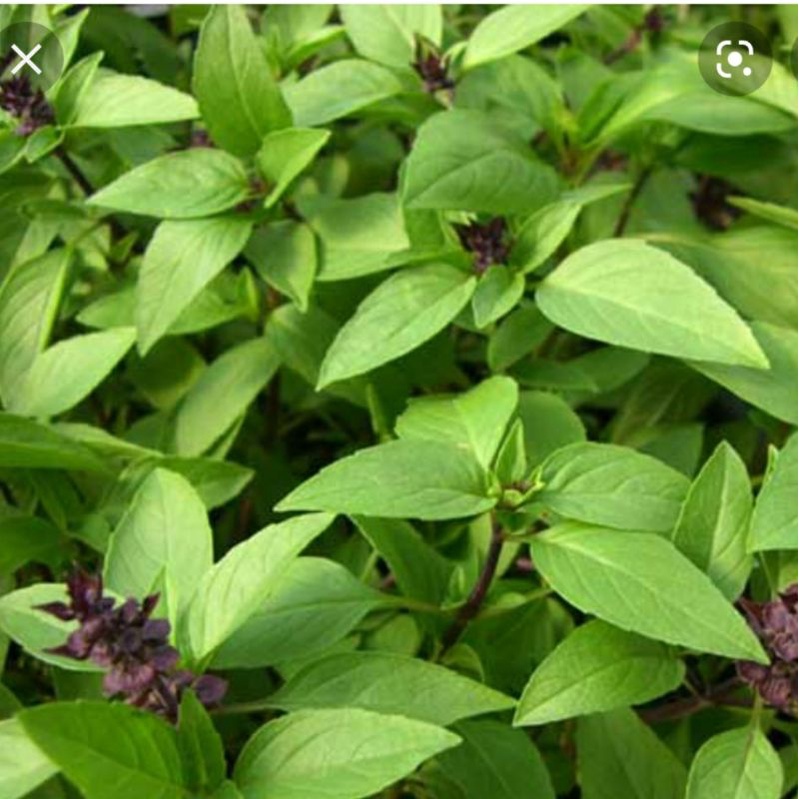 (Herb Live Plant) Organic Thai Basil Sapling Pokok Selasih 九层塔 | Shopee ...