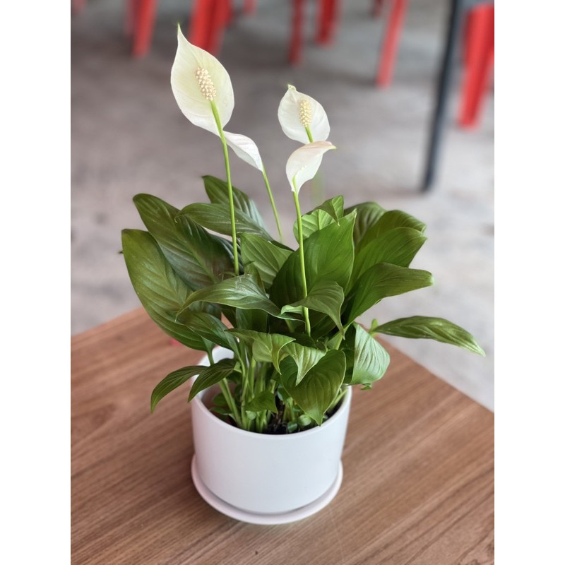 Pokok Peace lily (China) | Shopee Malaysia