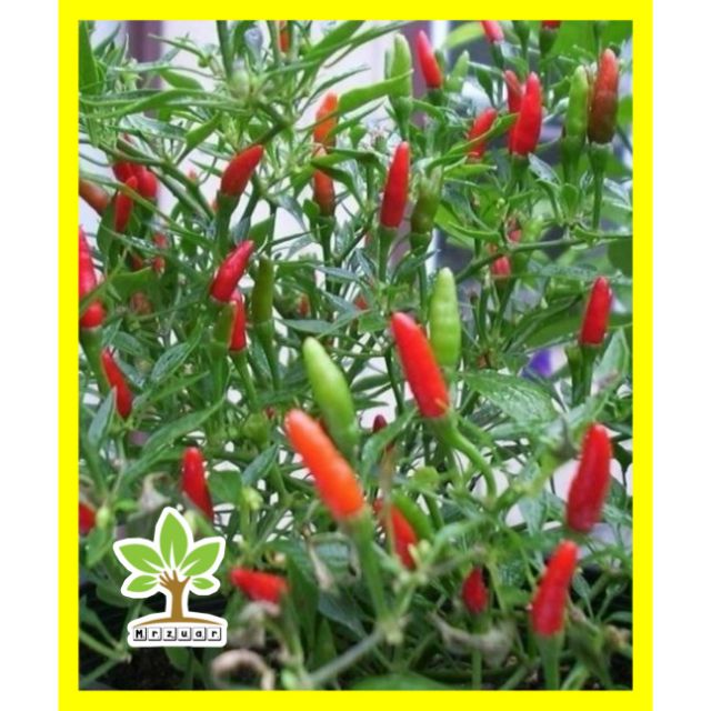 POKOK CILI PADI KAMPUNG @CILI BURUNG | Shopee Malaysia