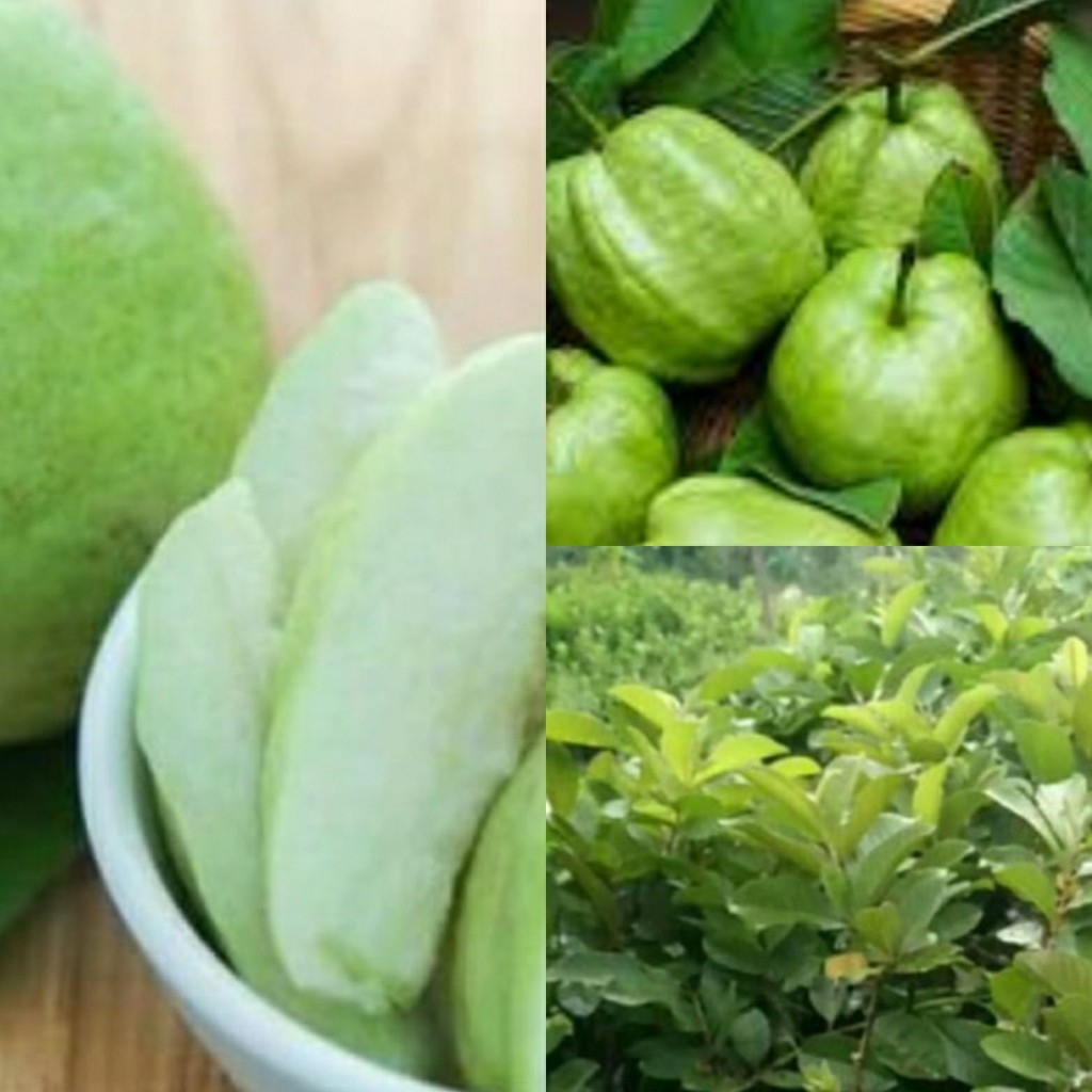 pokok jambu batu seedless | Shopee Malaysia