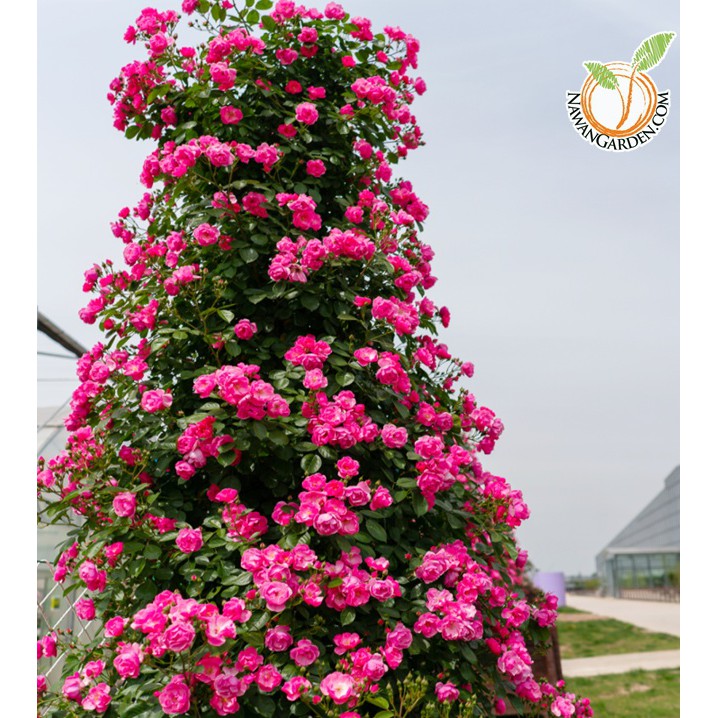 [Hot Selling] Seven Sisters and Mr Lincoln CLIMBING ROSE Flower Plants ...