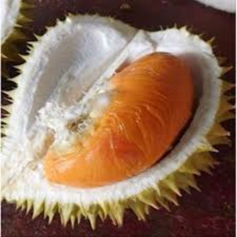 Durian Udang Merah(Anak Pokok) | Shopee Malaysia