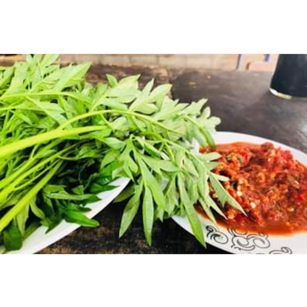 150 PCS ULAM RAJA FRESH SEEDS (150 SEEDS PER PACK, OWN FARM ALL NEWLY ...