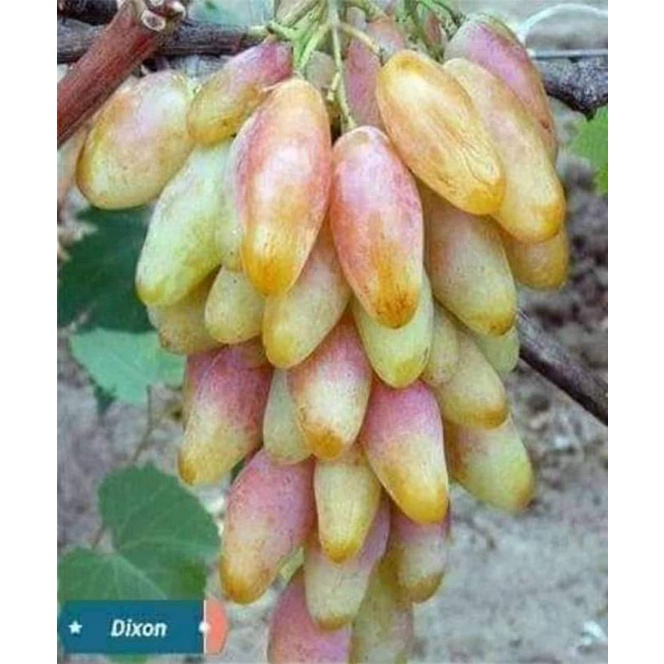 ANAK POKOK ANGGUR DIXON - PREMIUM GRAPE | Shopee Malaysia