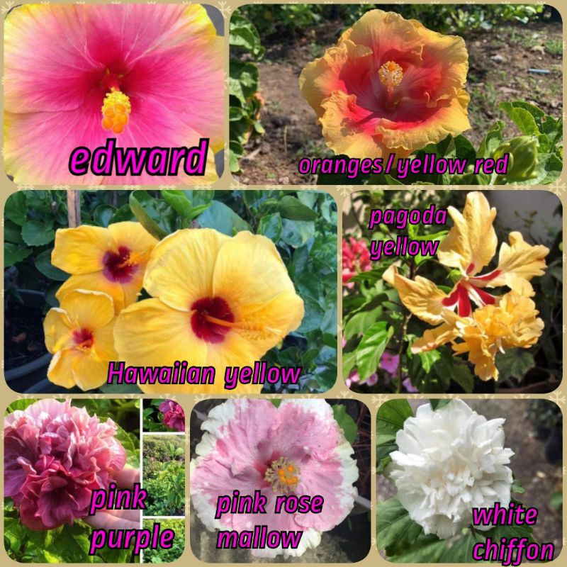 real plant | anak pokok bunga raya kg pelbagai warna | Shopee Malaysia