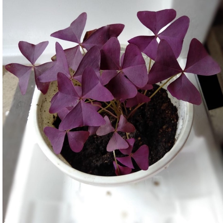 Anak Pokok Rama Rama Ungu l Oxalis Triangularis l Purple Shamrock l ...