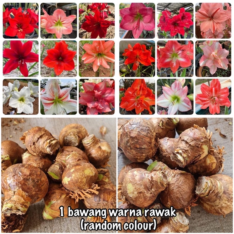 Ubi / bawang pokok amazon lily, fireball lily, amaryllis / hippeastrum ...
